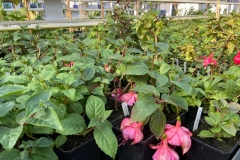 Fuchsiengärtnerei Rosi Friedl