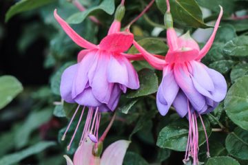 Rose Aylett – Fuchsiengärtnerei Rosi Friedl