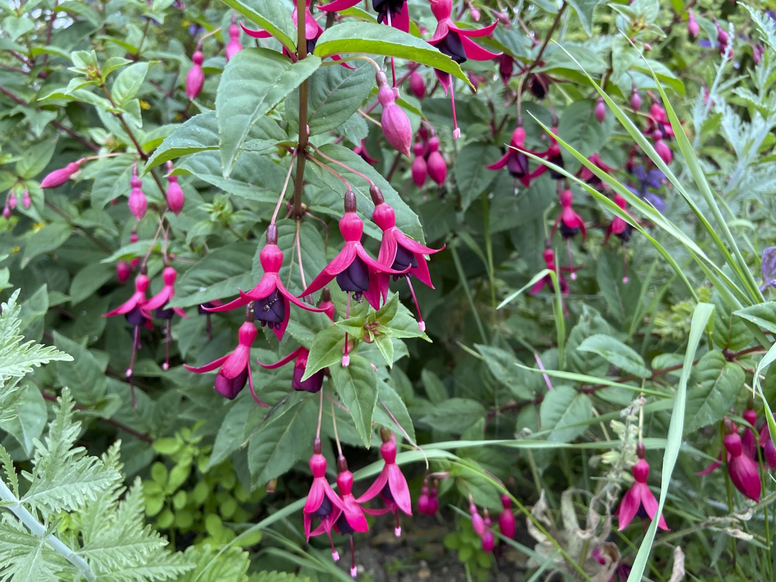 Wunderschne Fuchsien Winterhart Kaufen Bild