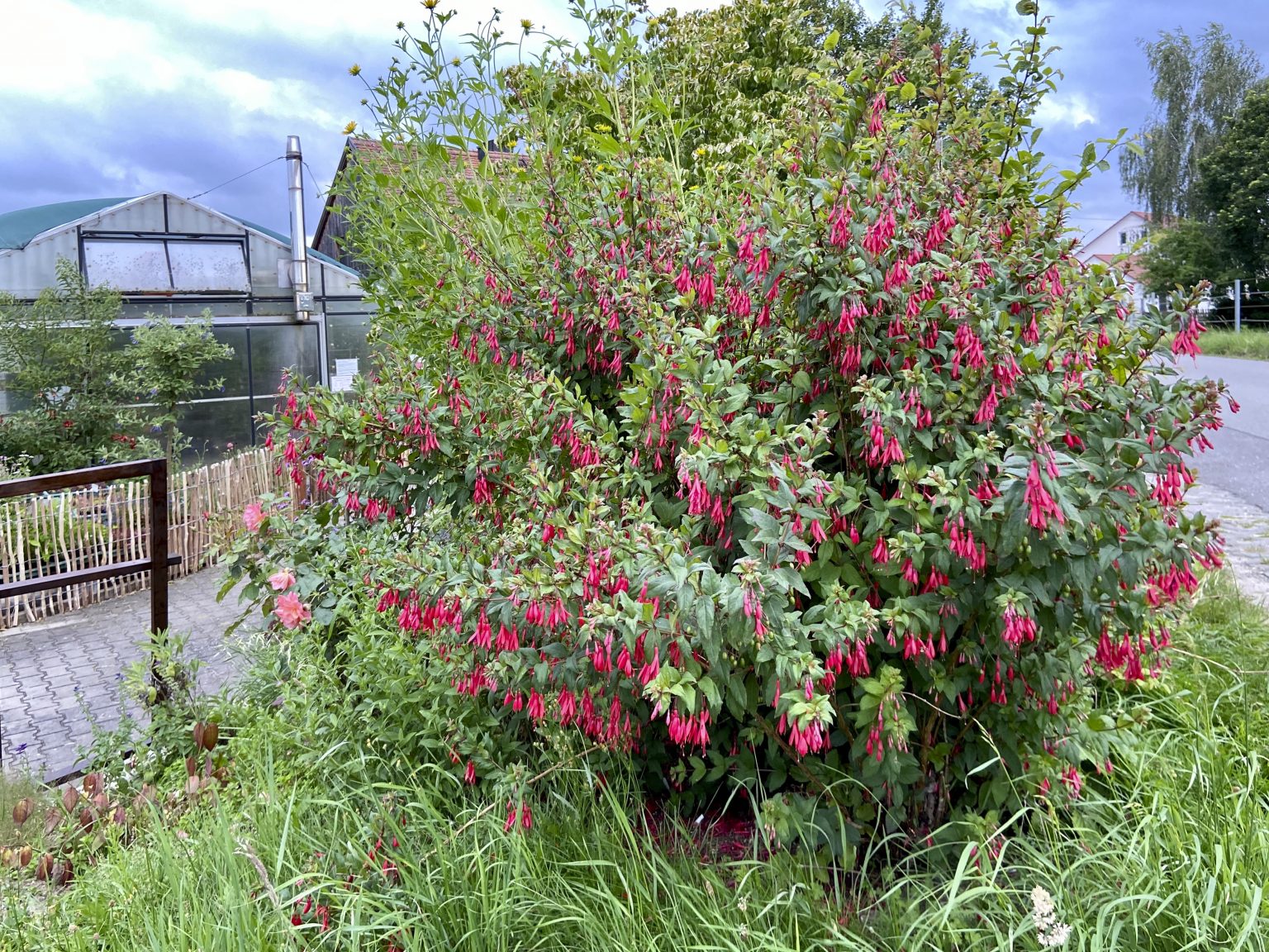 Winterharte Fuchsien – Fuchsiengärtnerei Rosi Friedl